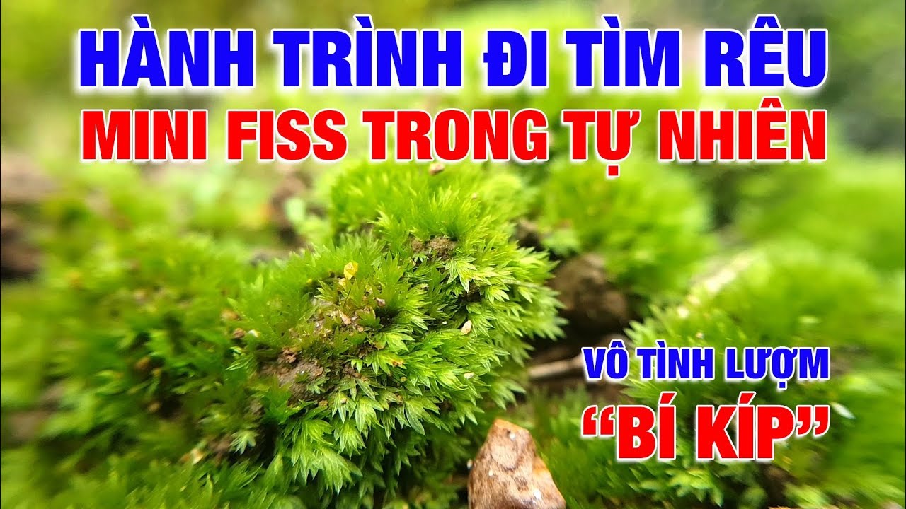 Đi vườn tìm rêu thủy sinh minifiss gặp nhiều loại rêu quá đẹp ...