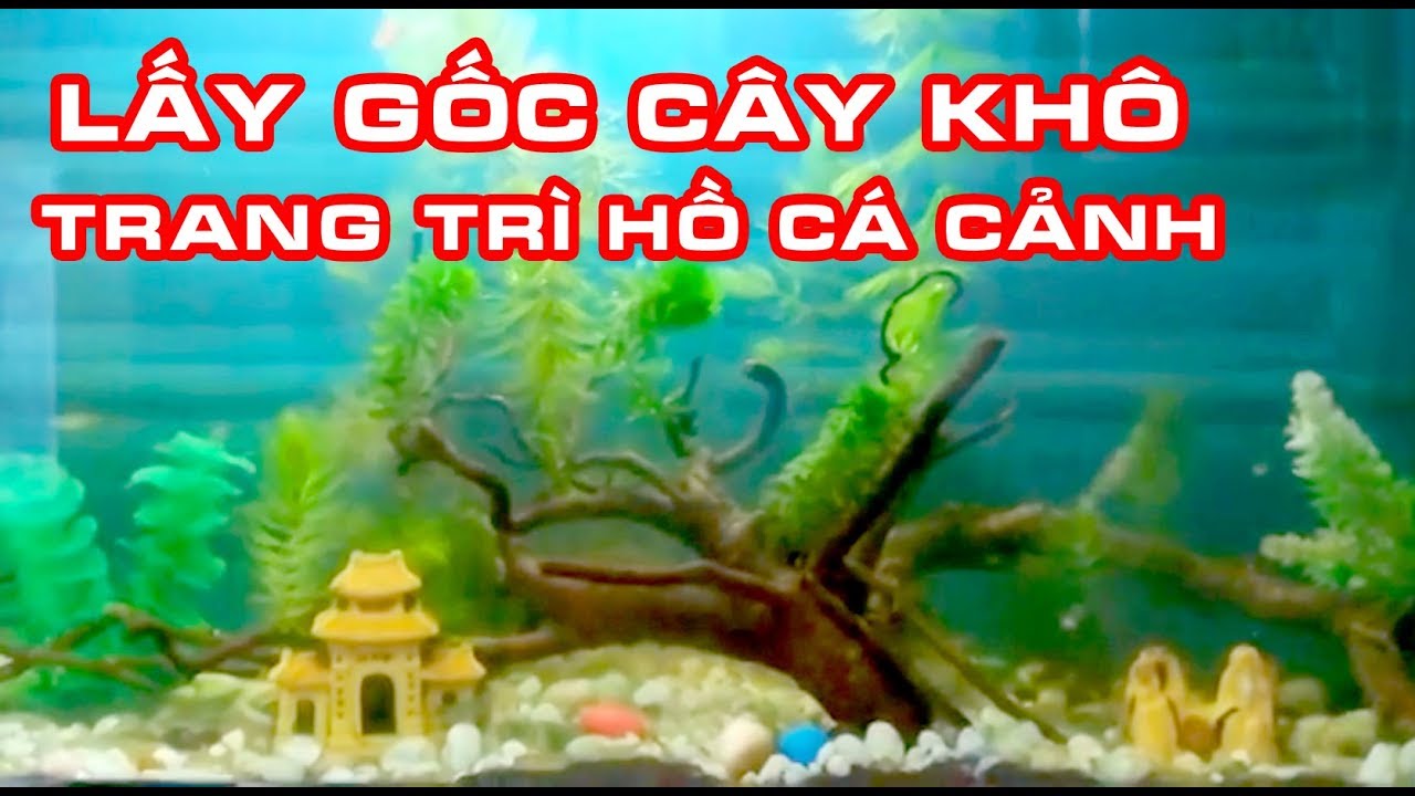 Lụm gốc cây khô về trang trí hồ cá cảnh / vì quá nghèo... | Blog cây ...