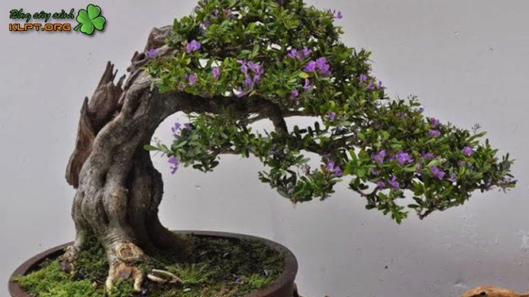 Cây Hoa Linh Sam: Ý nghĩa, cách trồng và cách chăm sóc ra bông | KLPT