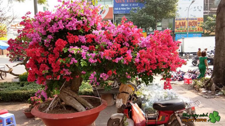 Cây bông giấy Mỹ – cách chăm sóc để nhanh ra hoa – Blog cây cảnh KLPT ...