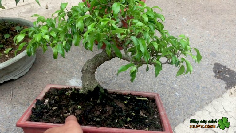 Cây Sanh - ý nghĩa phong thủy và cách tạo dáng | Blog cây cảnh klpt