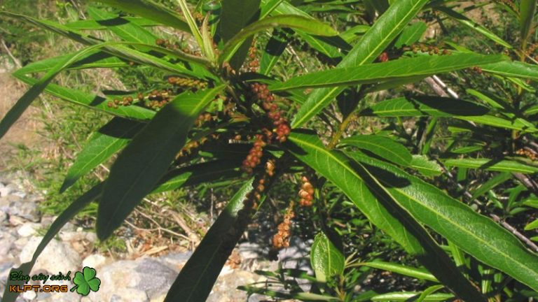 Cây Rù Rì - Rì Rì: đặc điểm và công dụng chữa bệnh bất ngờ | Blog klpt