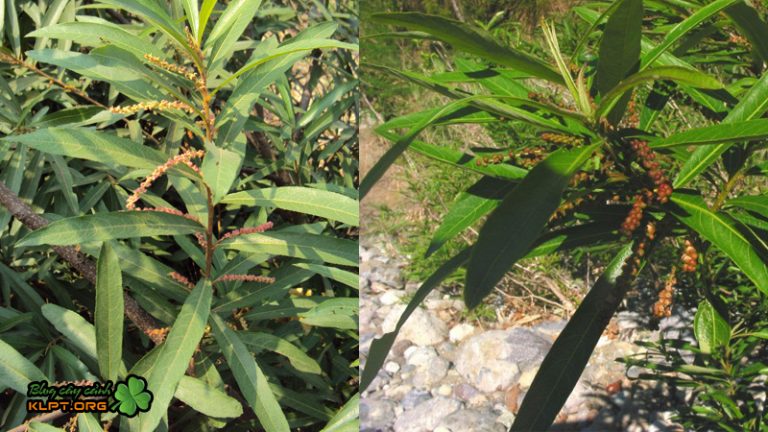 Cây Rù Rì - Rì Rì: đặc điểm và công dụng chữa bệnh bất ngờ | Blog klpt